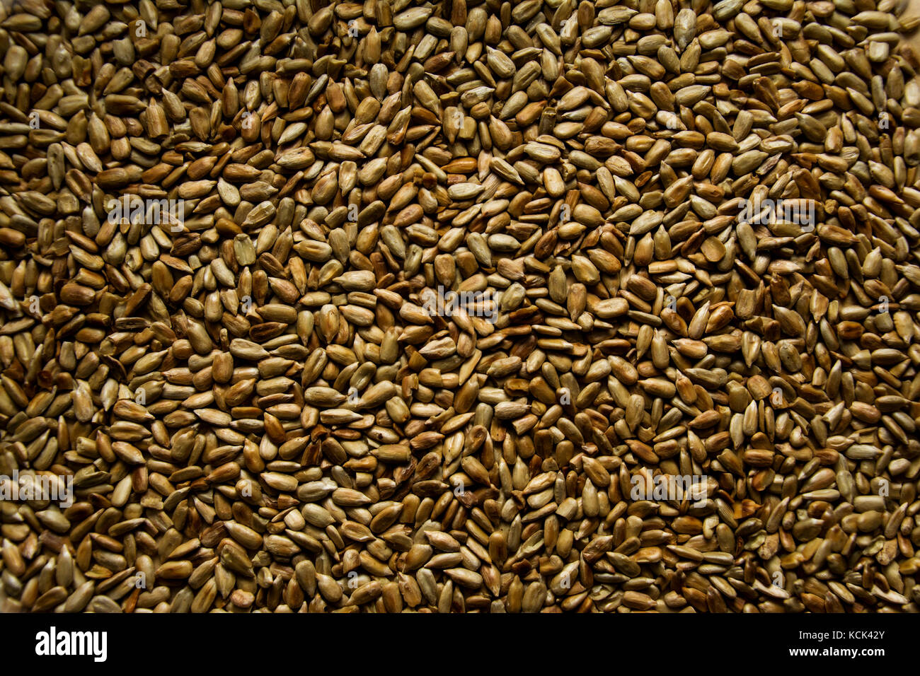 a lot of sunflower seeds background Stock Photo - Alamy