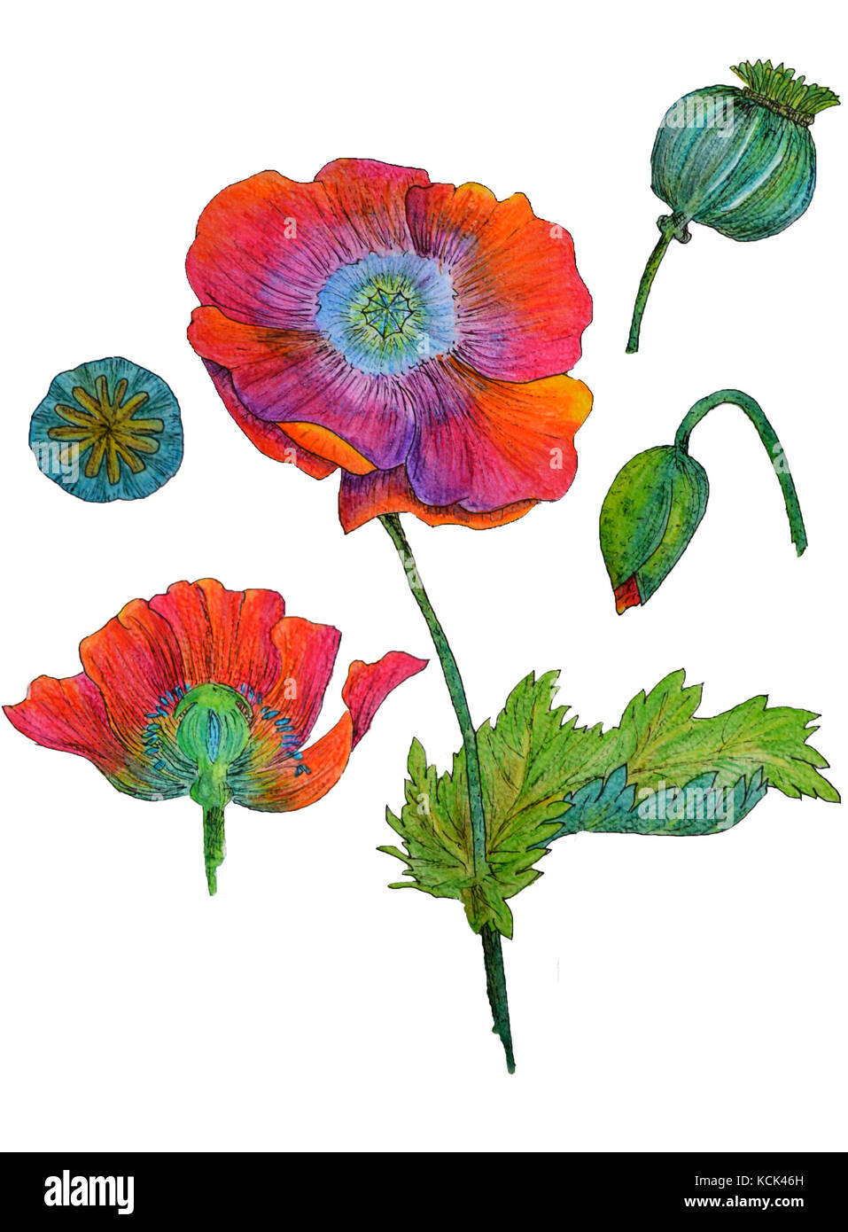 Watercolor poppies set hand drawn Stock Photo - Alamy