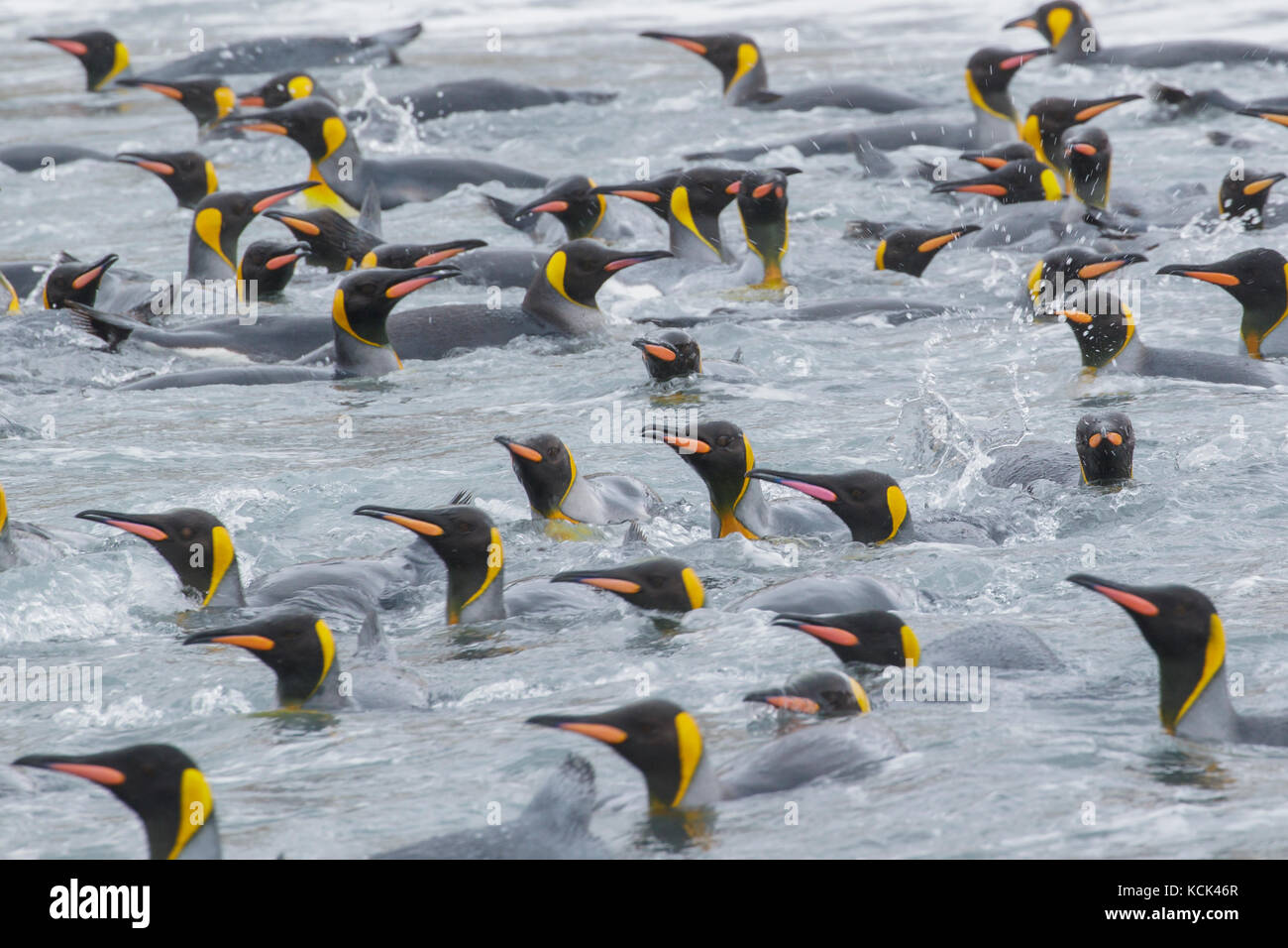 King penguin swimming hi-res stock photography and images - Alamy