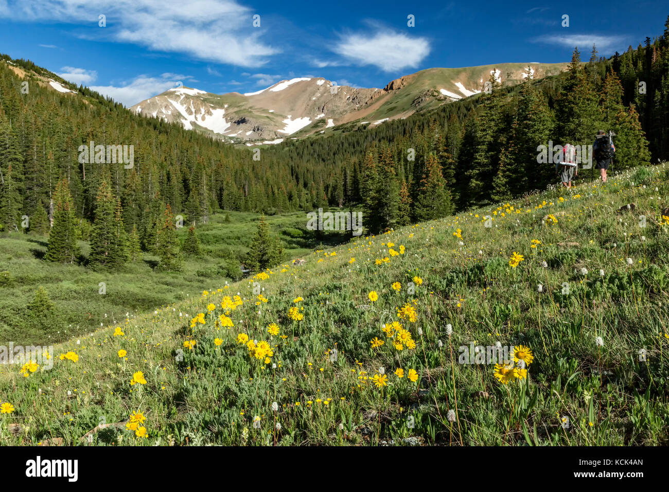 Hikers, wildflowers and mountains, Herman Gulch Trail, Arapaho National ...