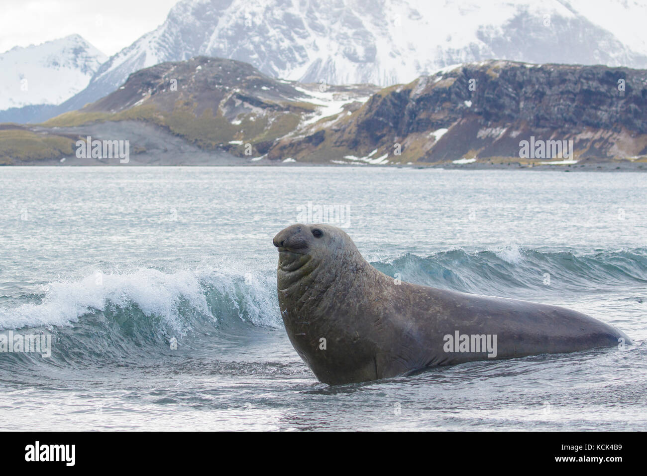 Elephant Seal, Mirounga angustirostris, South Georgia Island Stock ...