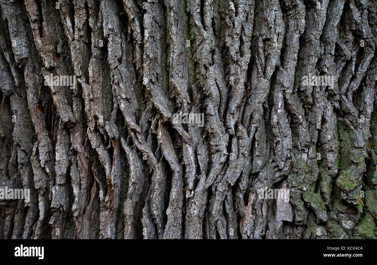 oak tree bark, texture Stock Photo - Alamy