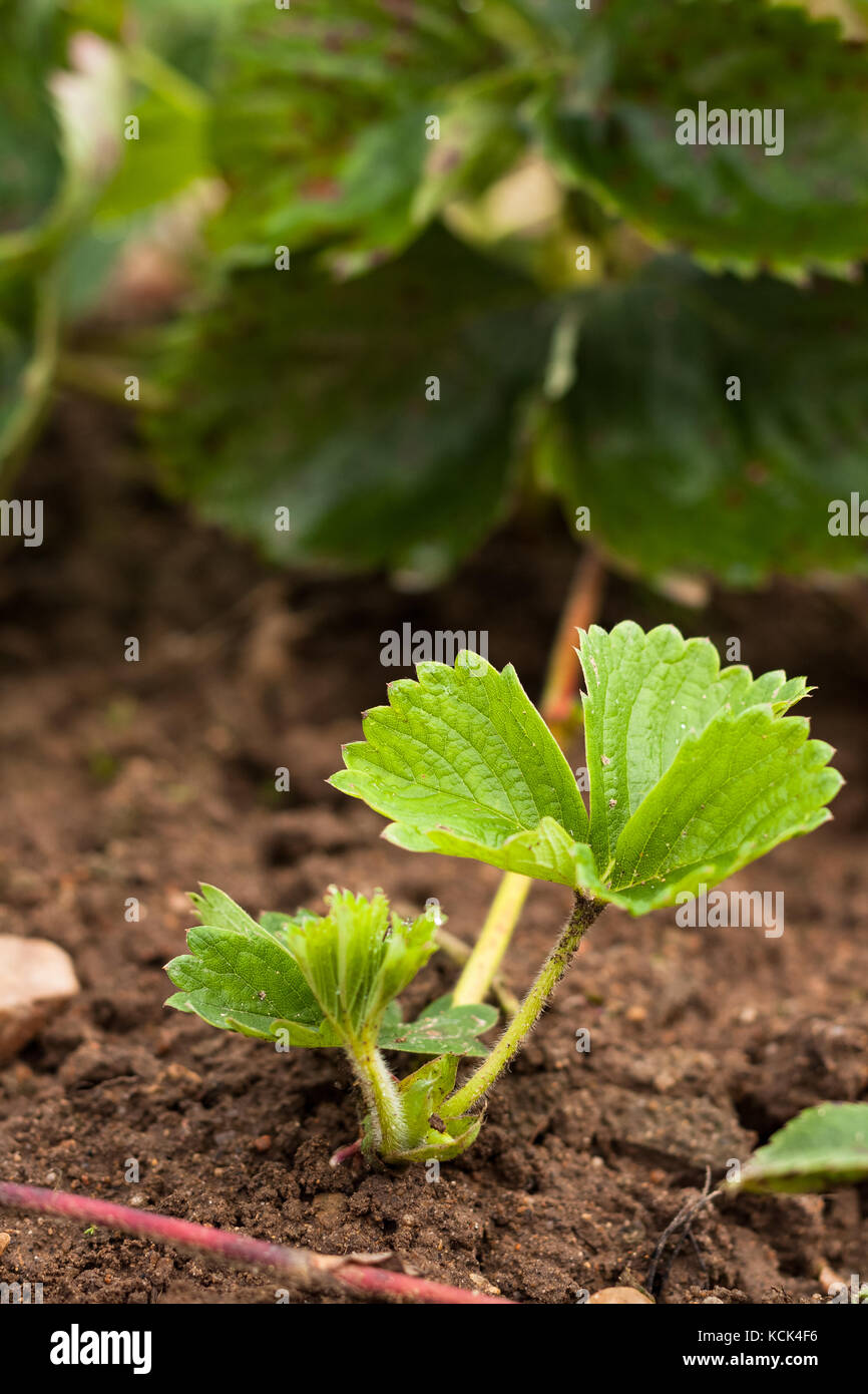 Small Young Strawberry Plant (Sprout) On Ground In Garden Outdoor ...