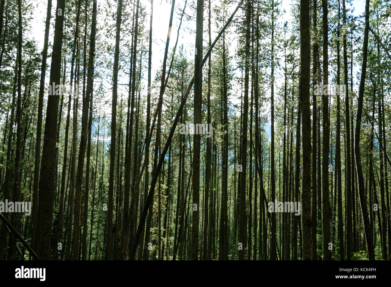 The enchanted forest canada hi-res stock photography and images - Alamy