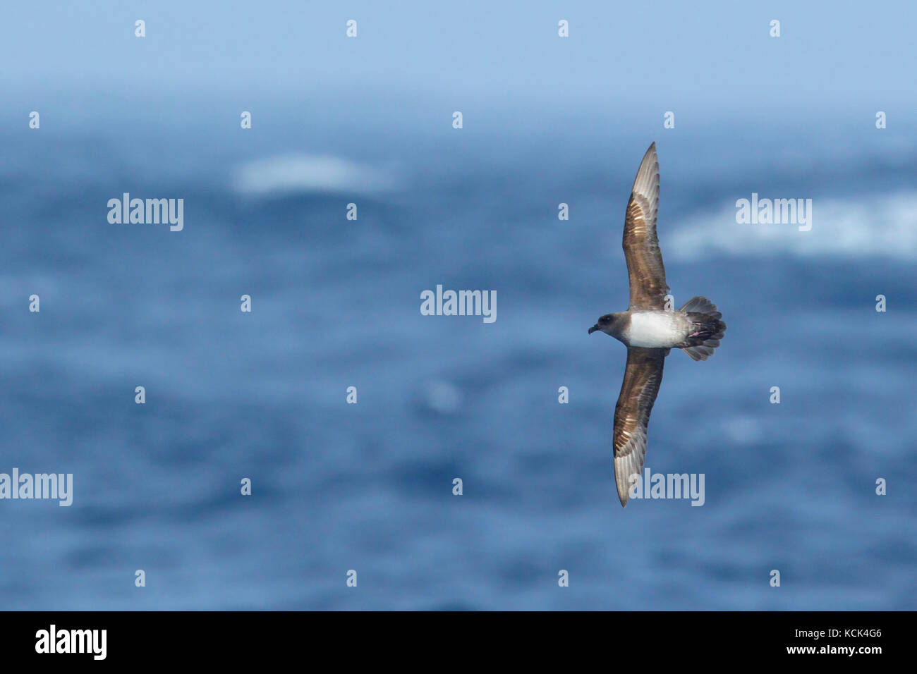 Atlantic Petrel (Pterodroma incerta) flying over the ocean searching ...