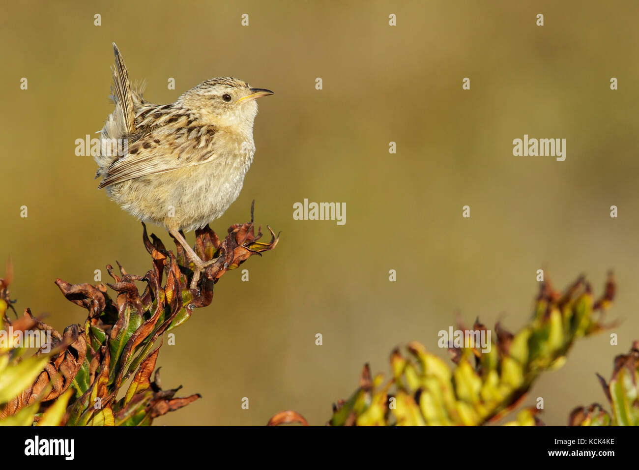 Grass Wren (Cistothorus platensis) perched on the ground in the ...