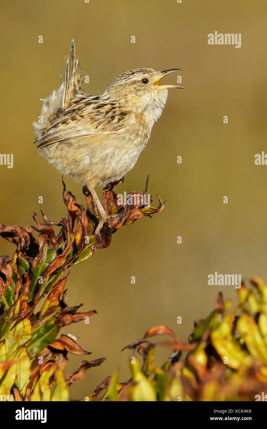 Grass Wren (Cistothorus platensis) perched on the ground in the ...