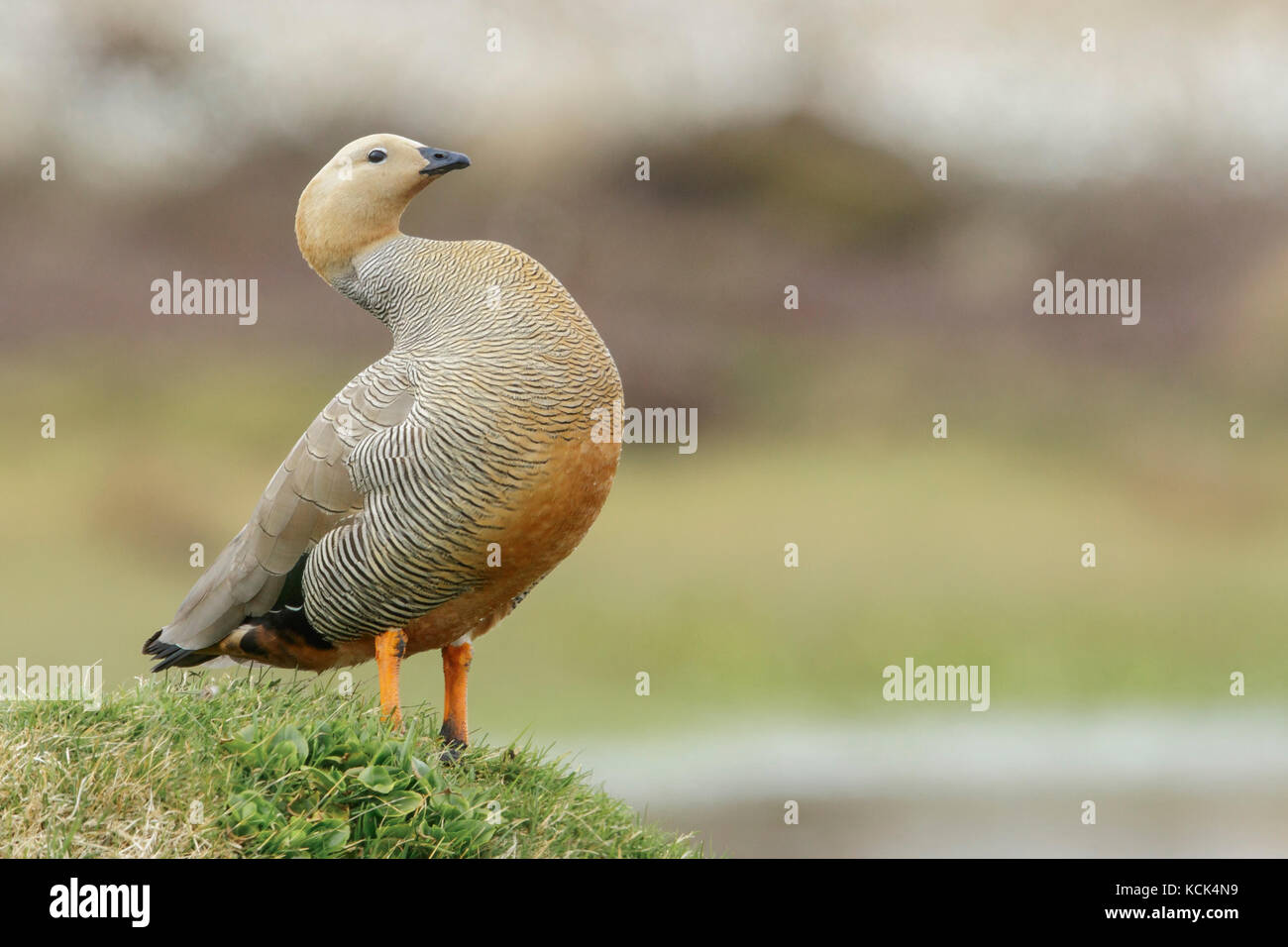 Ruddy-headed Goose (Chloephaga rubidiceps) feeding along the shoreline ...