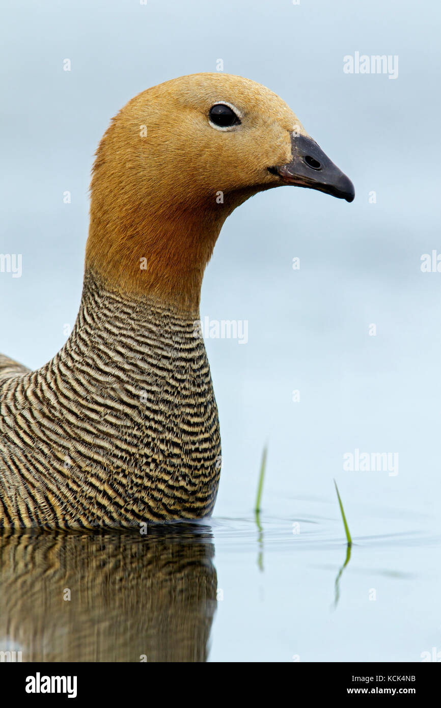 Ruddy-headed Goose (Chloephaga rubidiceps) feeding along the shoreline ...