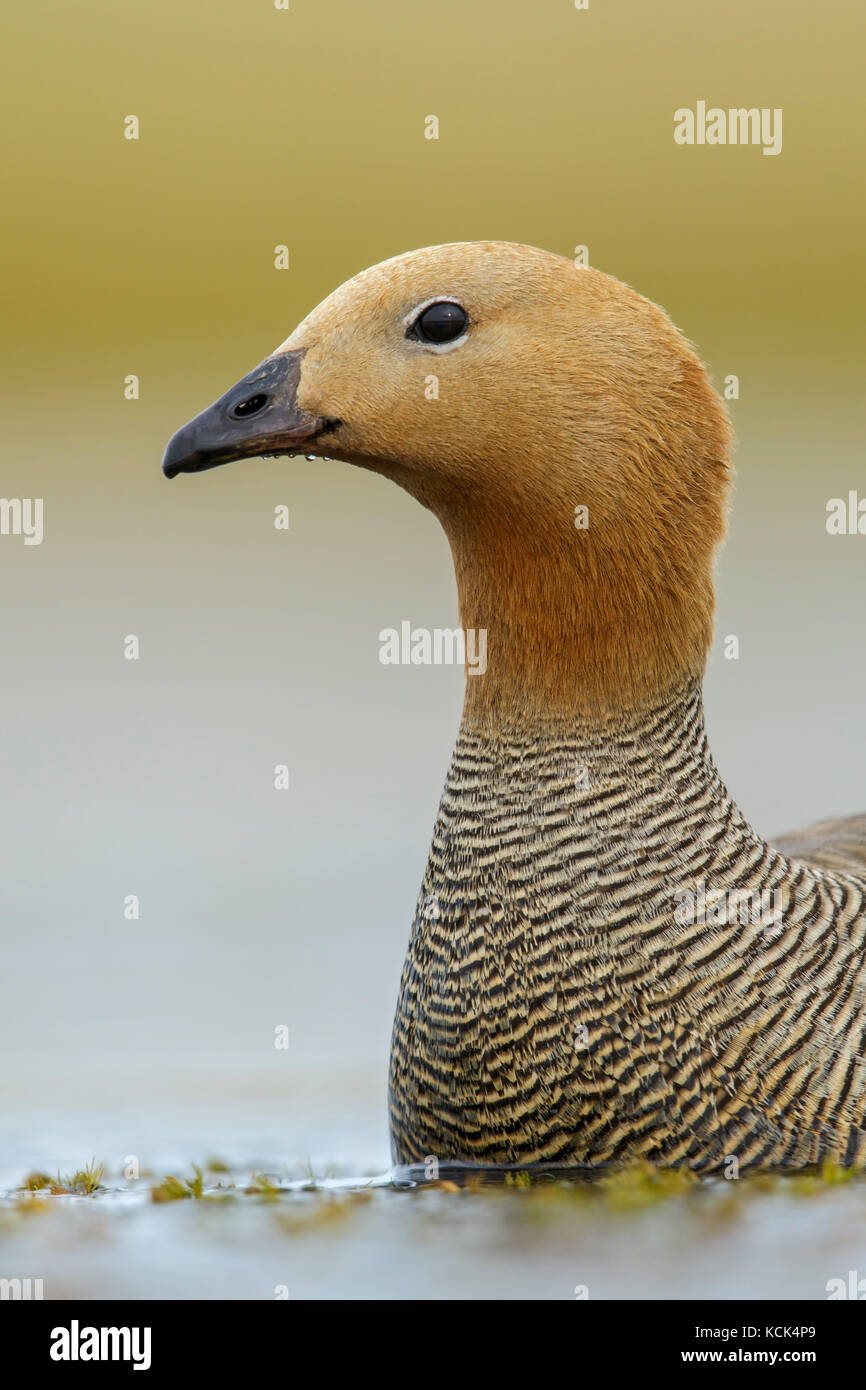 Ruddy-headed Goose (Chloephaga rubidiceps) feeding along the shoreline ...