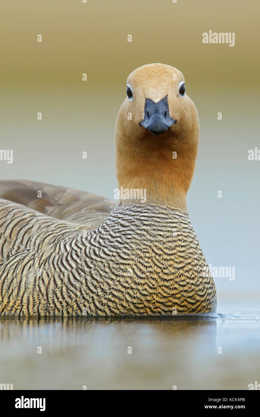 Ruddy-headed Goose (Chloephaga rubidiceps) feeding along the shoreline ...