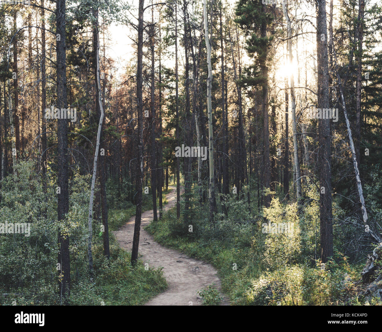 Jasper forest overlook hi-res stock photography and images - Alamy