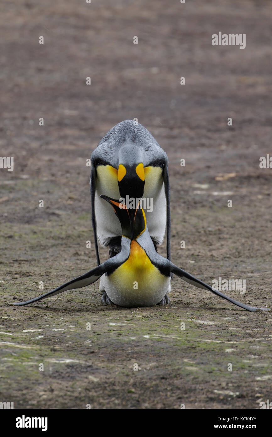 King Penguin (Aptenodytes patagonicus) mating in the Falkland Islands ...