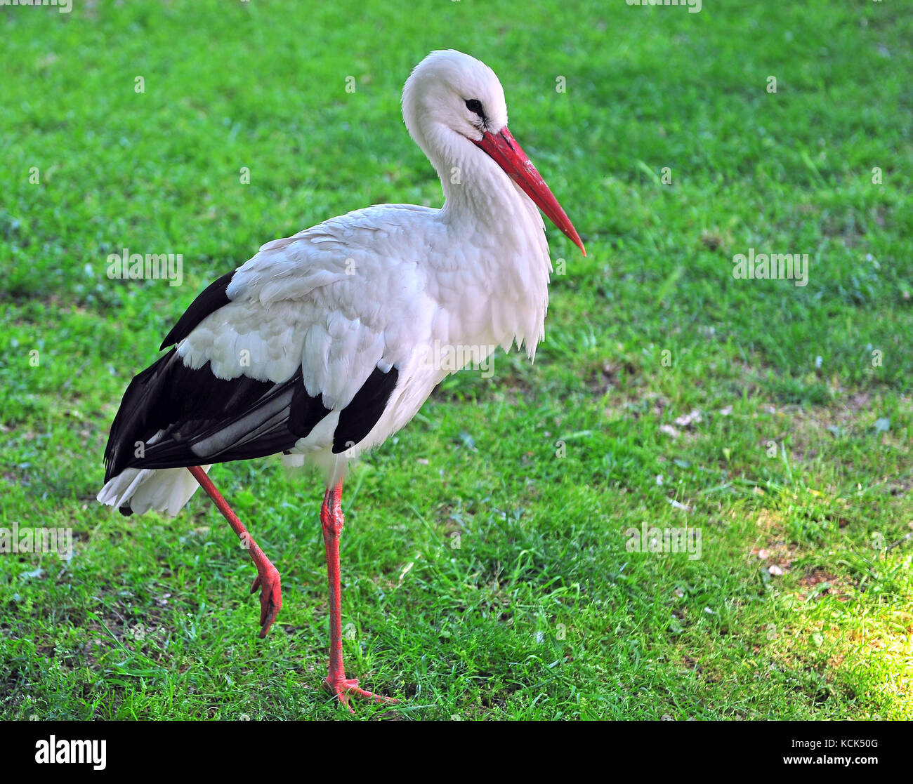 Standing stork in the green grass field Stock Photo - Alamy