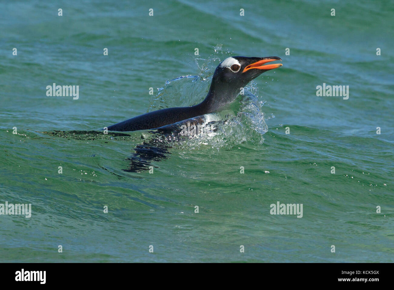 Gentoo Penguin (Pygoscelis papua) along the shoreline in the Falkland ...