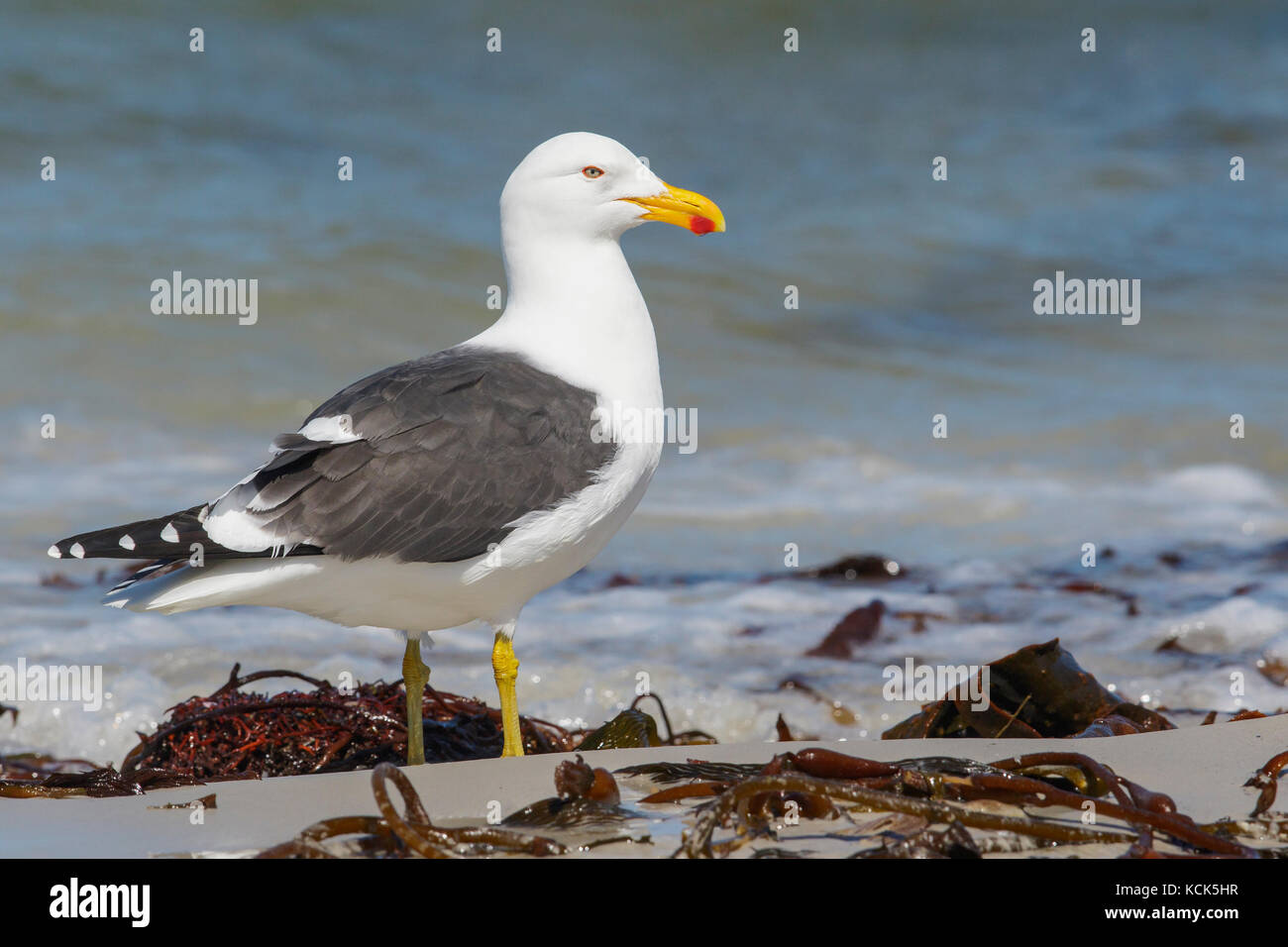 Kelp Gull (Larus dominicanus) along the shoreline in the Falkland ...