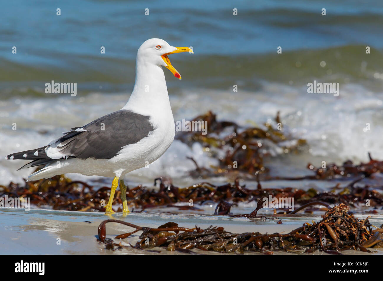 Kelp Gull (Larus dominicanus) along the shoreline in the Falkland ...