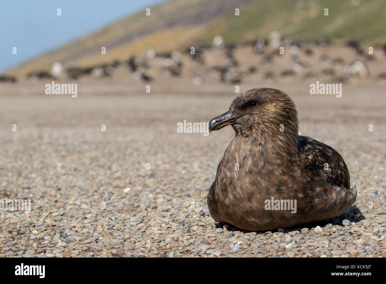 Brown (Subantarctic) Skua (Stercorarius antarcticus lonnbergi) scavenge for food near a penguin ...
