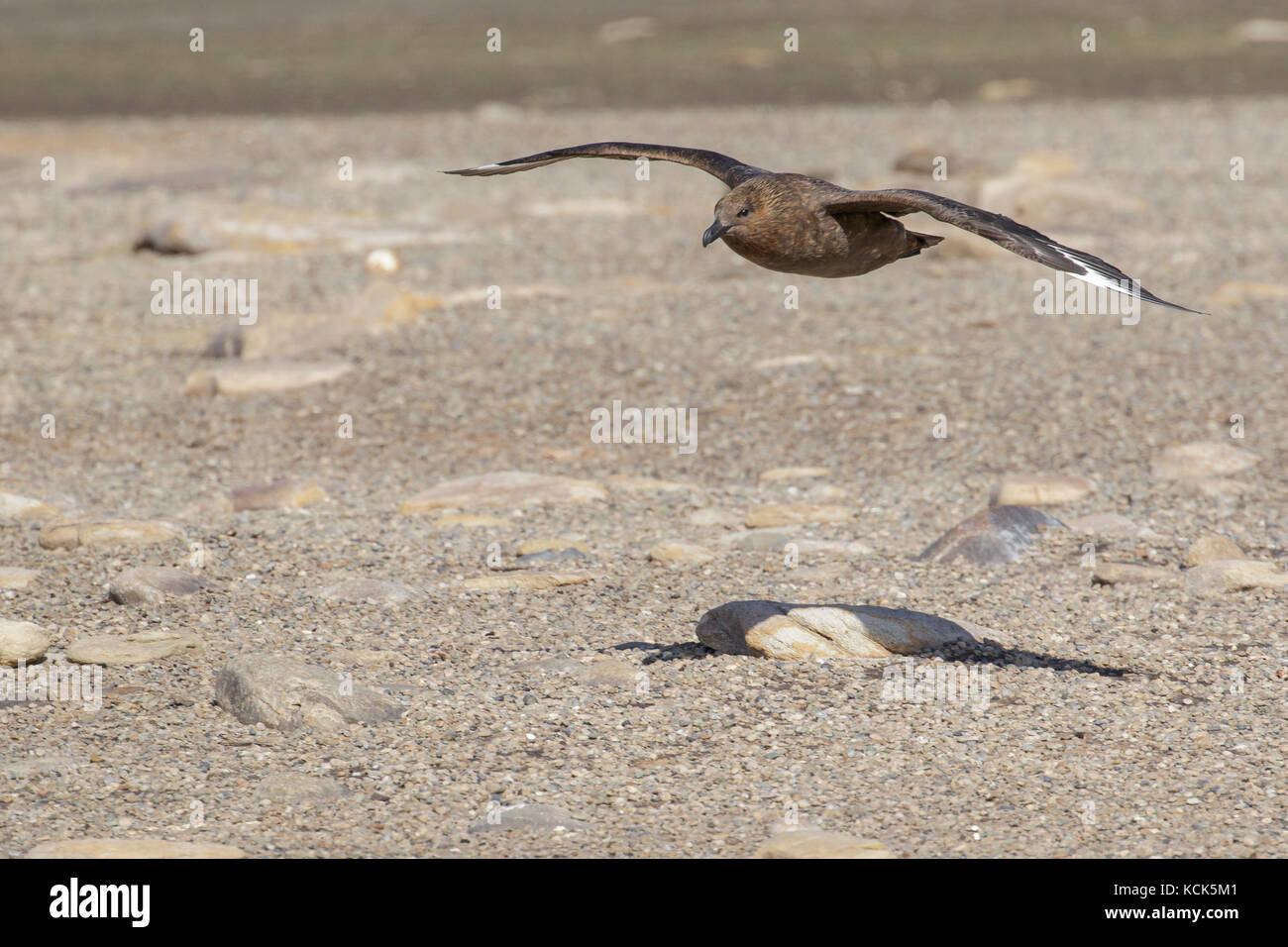Brown (Subantarctic) Skua (Stercorarius antarcticus lonnbergi) scavenge for food near a penguin ...