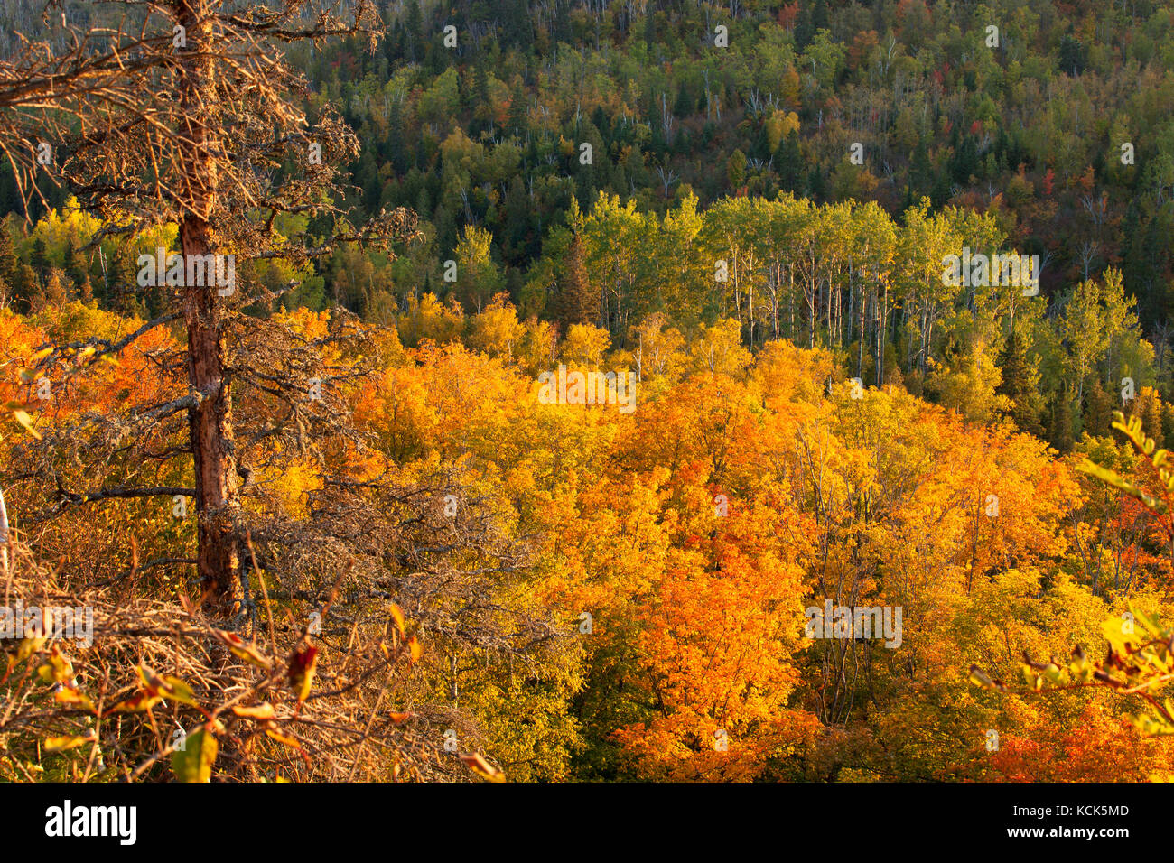 Brilliant autumn aspen and maple trees in late afternoon sun on Oberg ...