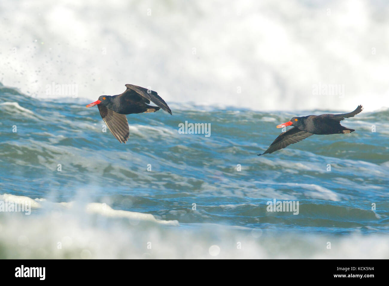 Flying sea animals outdoor beach hi-res stock photography and images ...