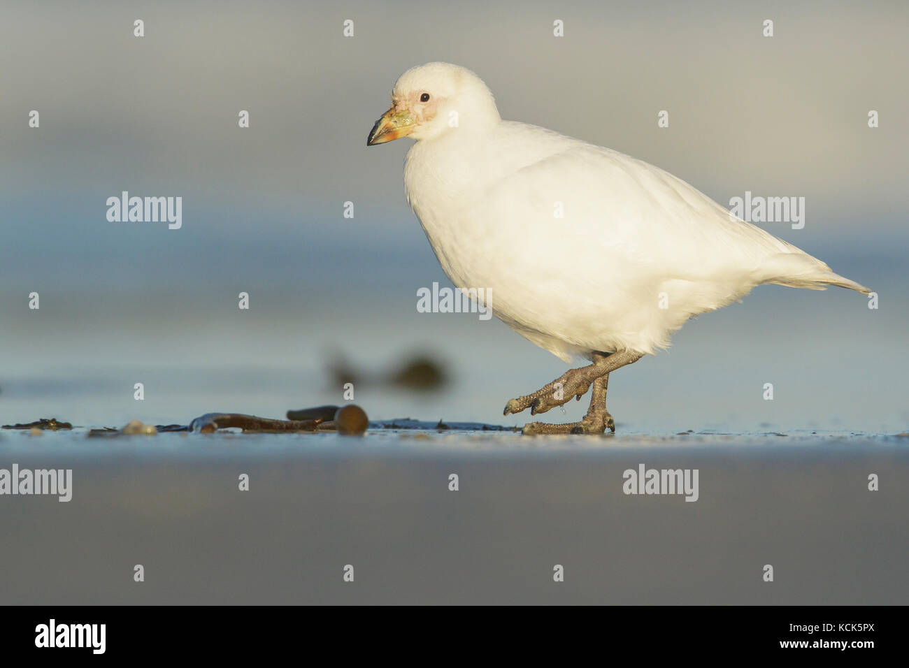 Pale-faced (Snowy) Sheathbill (Chionis alba) feeding on a beach in the ...
