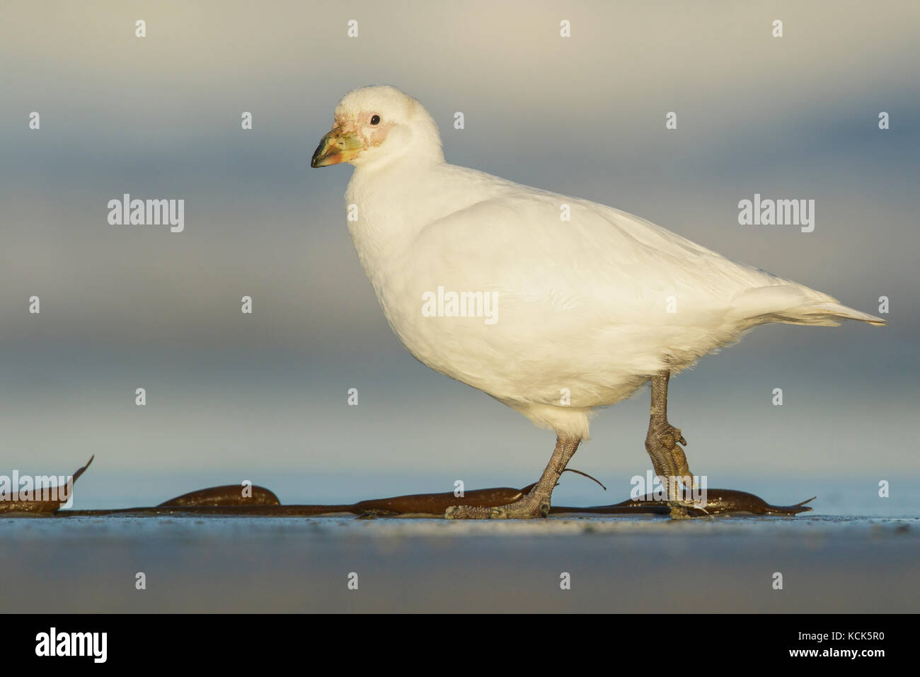 Pale-faced (Snowy) Sheathbill (Chionis alba) feeding on a beach in the ...