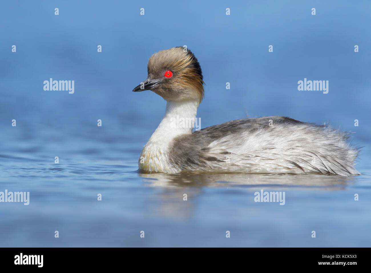 Silvery Grebe (Podiceps occipitalis) swimming on a small pond in the ...