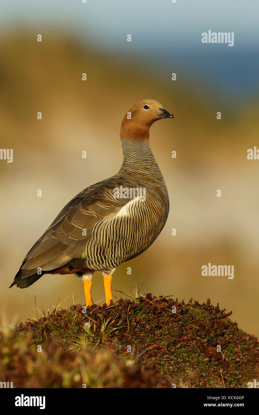 Ruddy-headed Goose (Chloephaga rubidiceps) perched on the ground in the ...