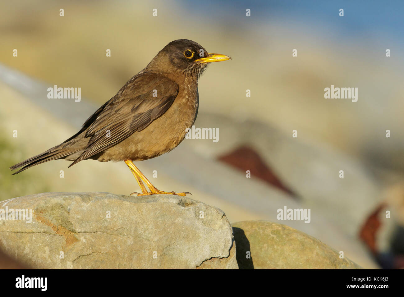 Austral Thrush (Turdus falklandii) on a rocky beach in the Falkland ...