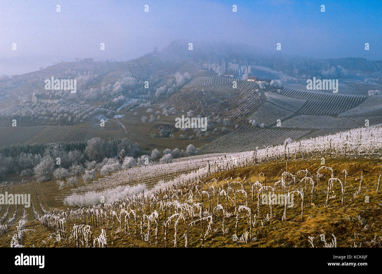 vineyards in the winter, Grassnitzberg, Spielfeld, Austria Stock Photo ...