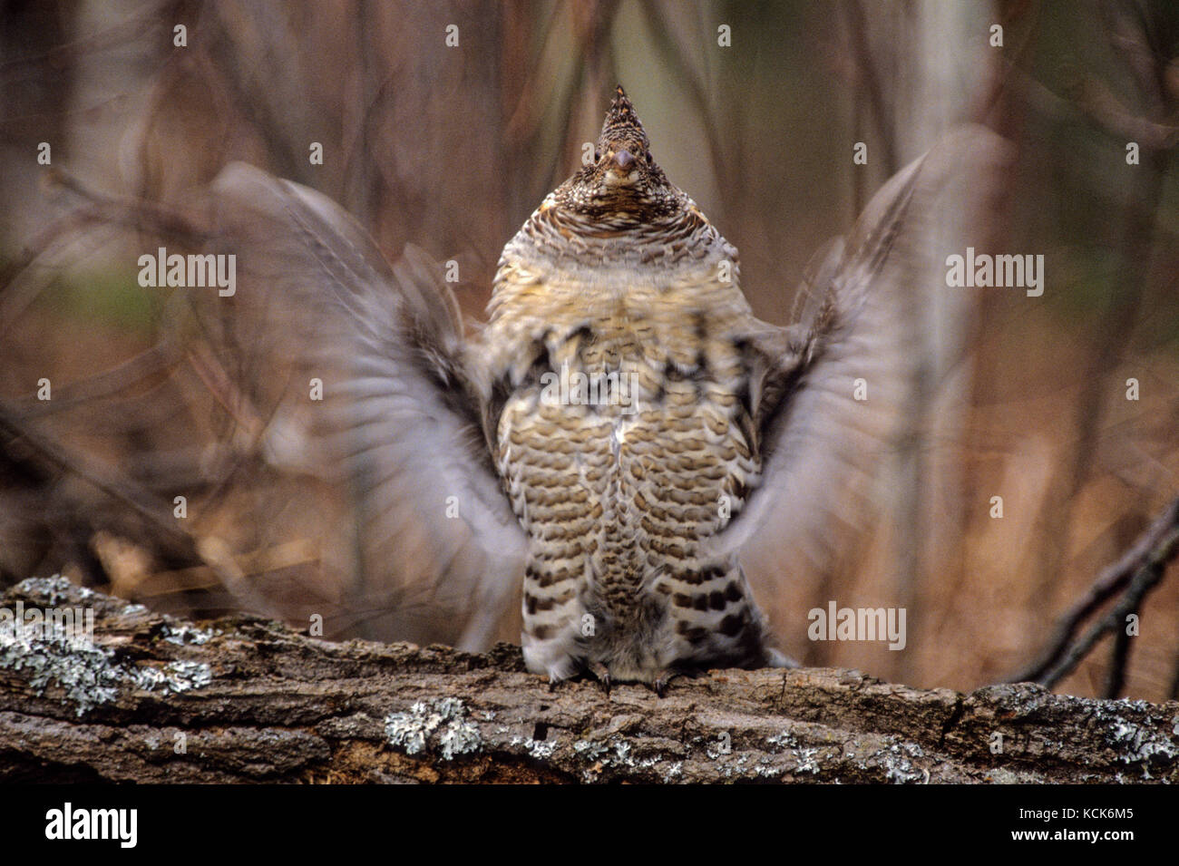 Ruffed grouse (Bonasa umbellus) drumming, Sudbury, Ontario, Canada ...