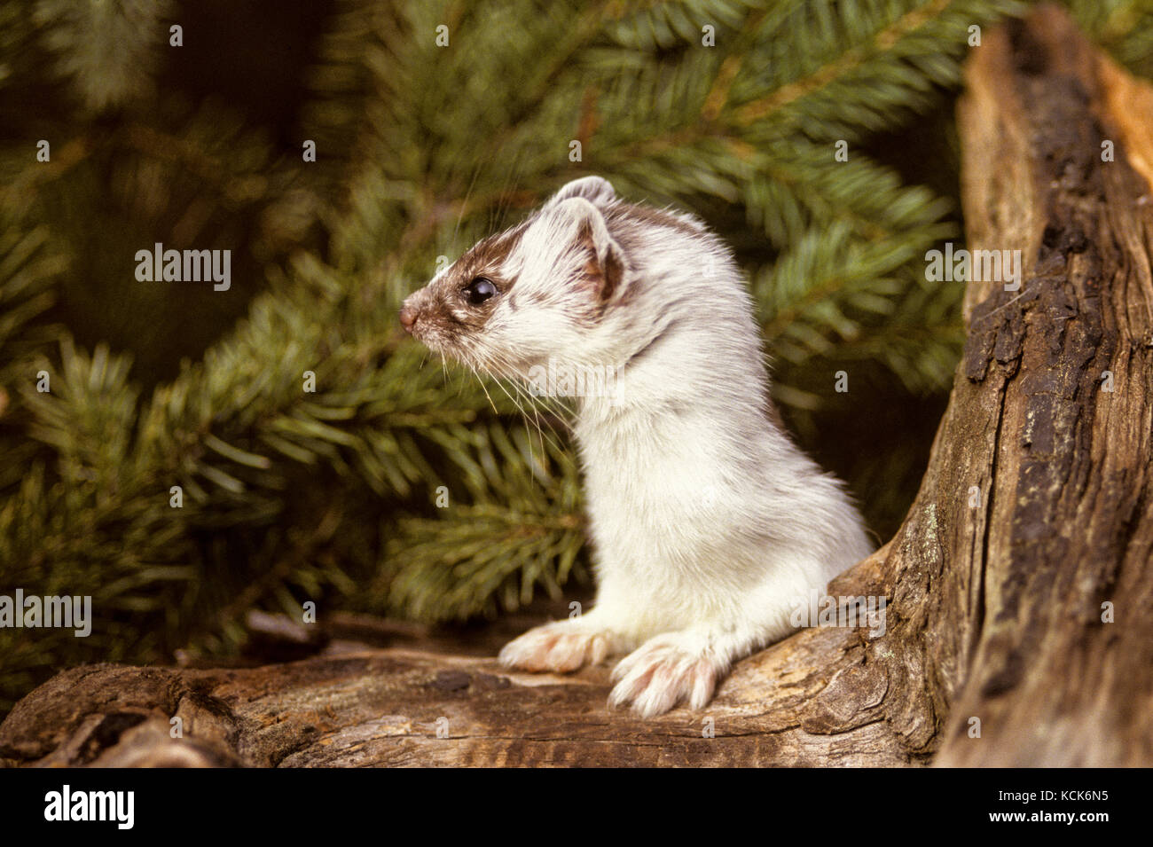 Short-tailed weasel (Mustela erminea) in winter coat, Sudbury, Ontario ...