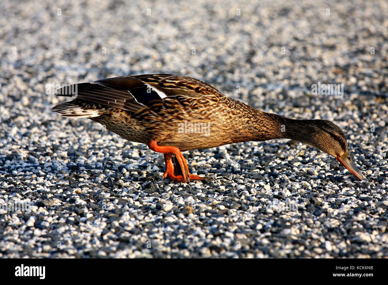 Walking duck alone on the pebbles Stock Photo - Alamy