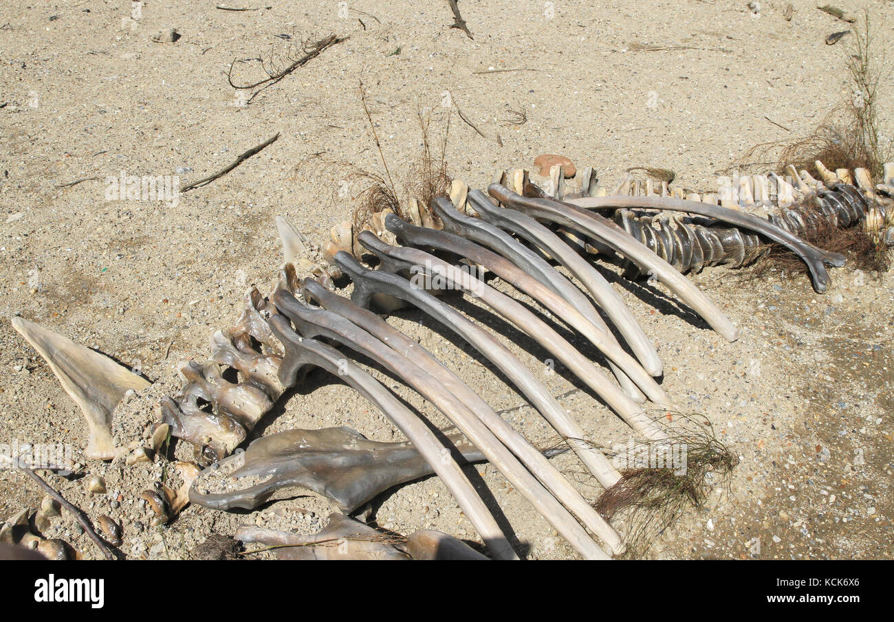 Large animal fossil bones on desert sand Stock Photo - Alamy
