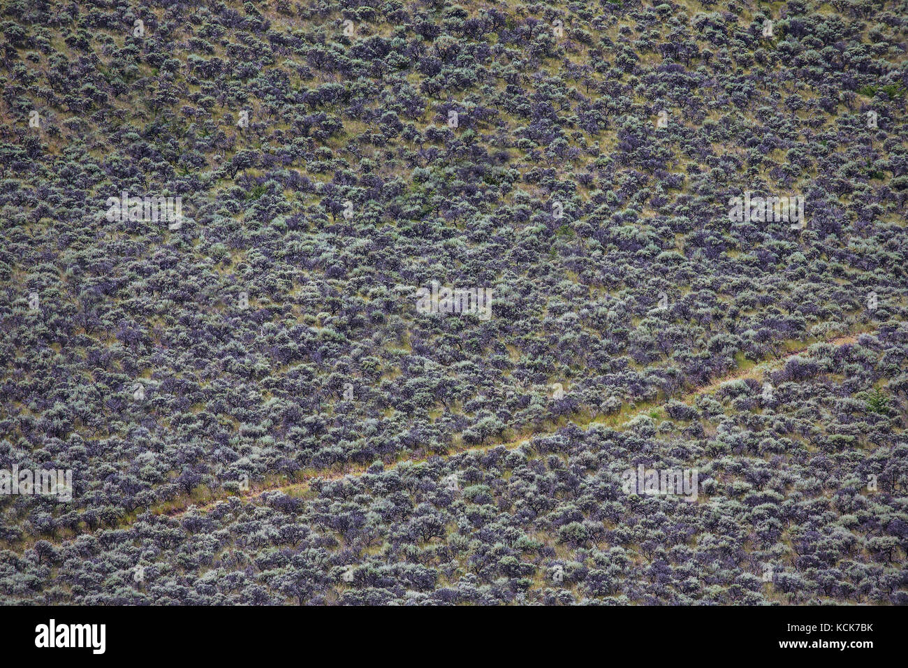 Sagebrush hi-res stock photography and images - Alamy