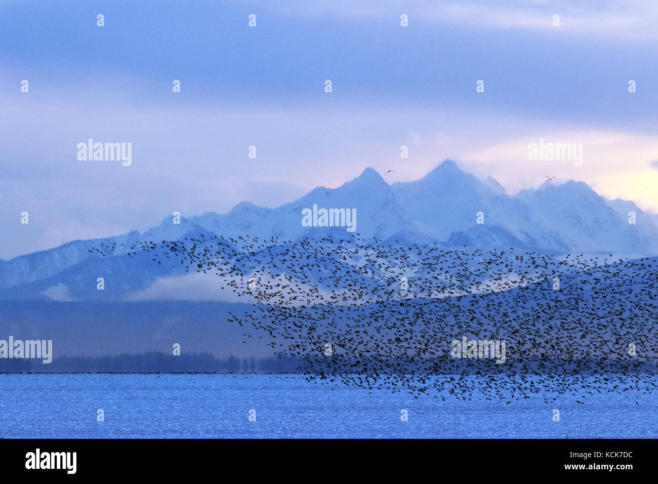 Murmuration hi-res stock photography and images - Alamy