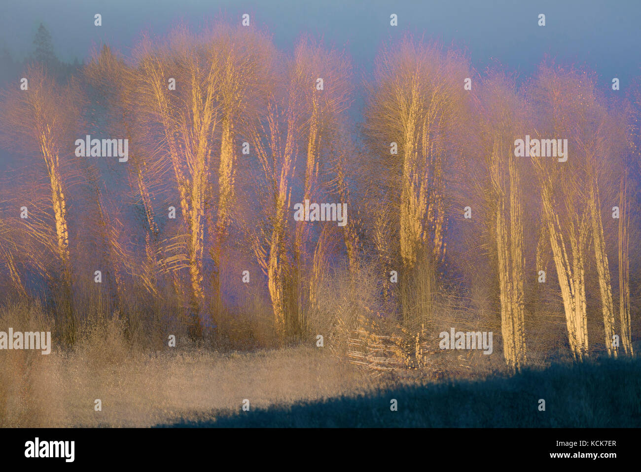 Canada, British Columbia, Cariboo, Walker Valley, abstract, landscape ...