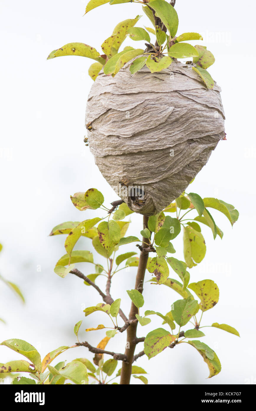 Yellowjacket bee nest hi-res stock photography and images - Alamy