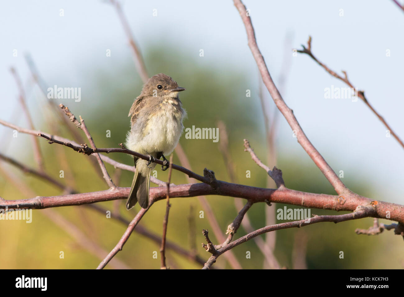 least flycatcher (Empidonax minimus Stock Photo - Alamy