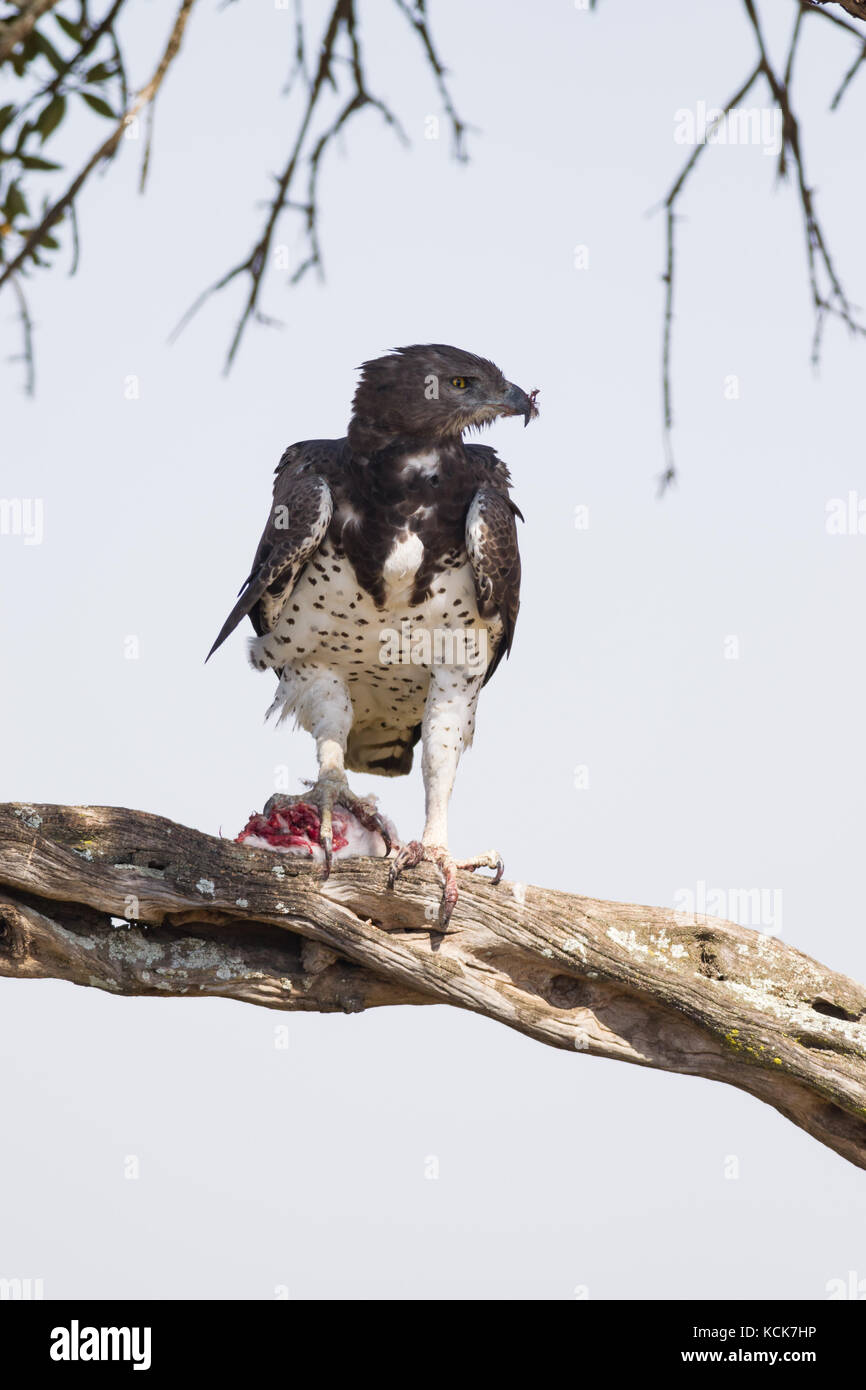 Masai mara eagle hi-res stock photography and images - Alamy