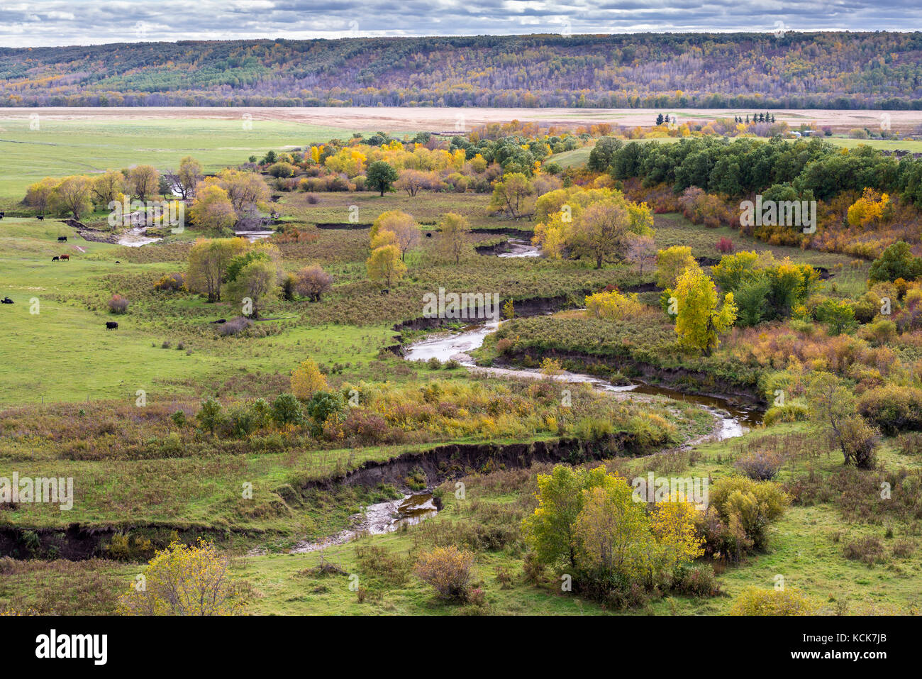 Cows and colourful trees in the fall in the Qu'appelle River Valley in ...