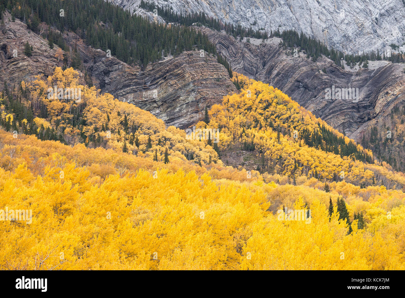 Close up of a colourful mountain slope in the fall in Jasper National ...