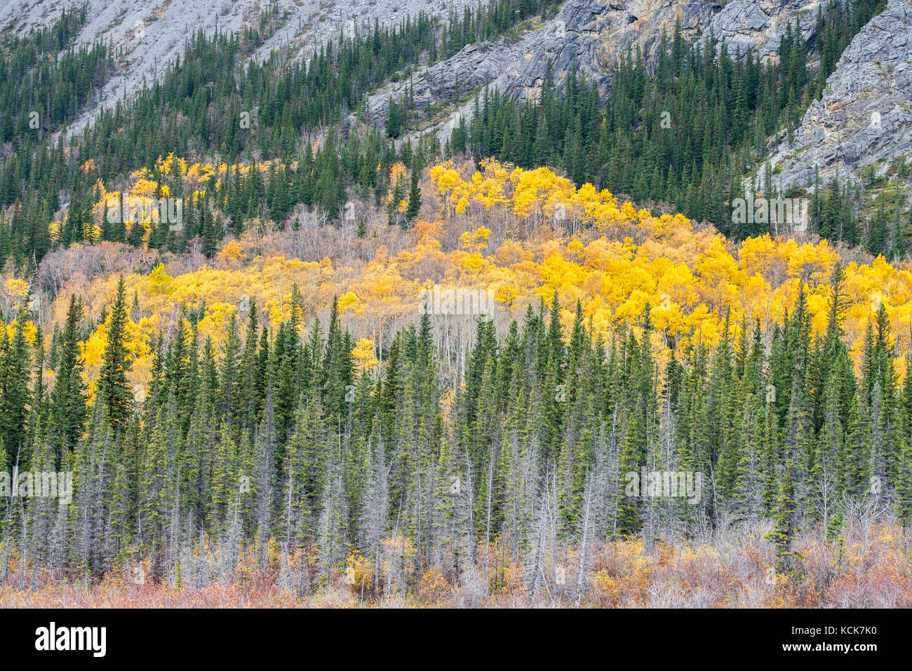 Close up of a colourful mountain slope in the fall in Jasper National ...