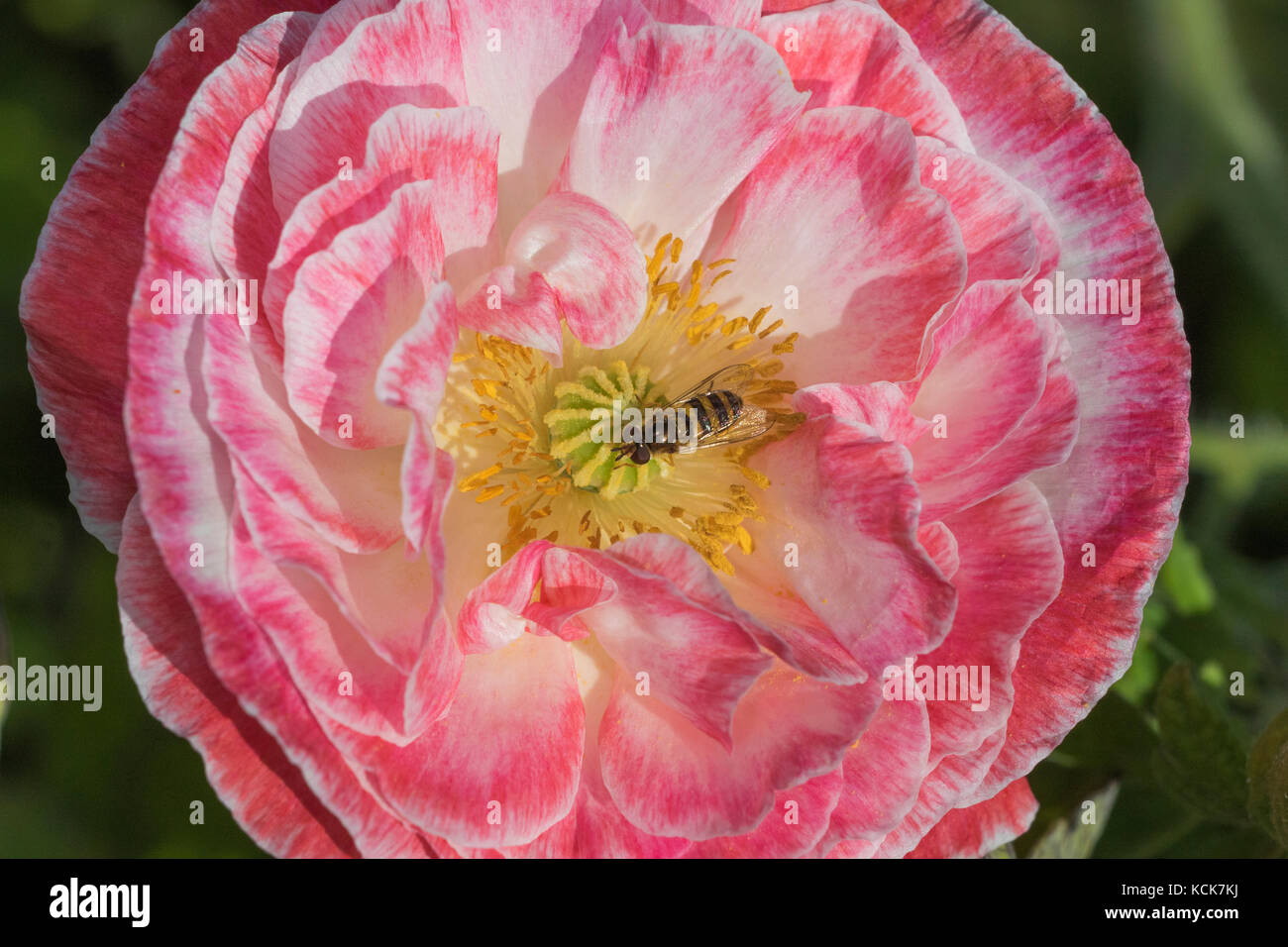 poppy flower in dew Stock Photo - Alamy