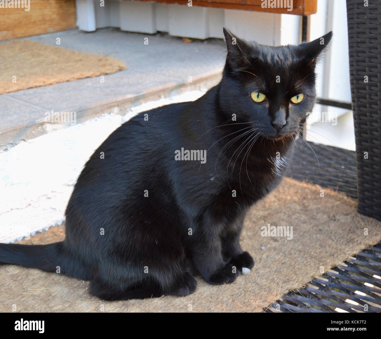A black cat with a focused stare, sitting outside a house Stock Photo ...