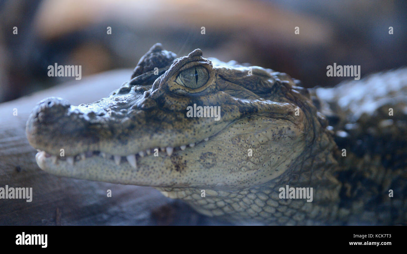 A small crocodile seen through a window at a zoo Stock Photo - Alamy