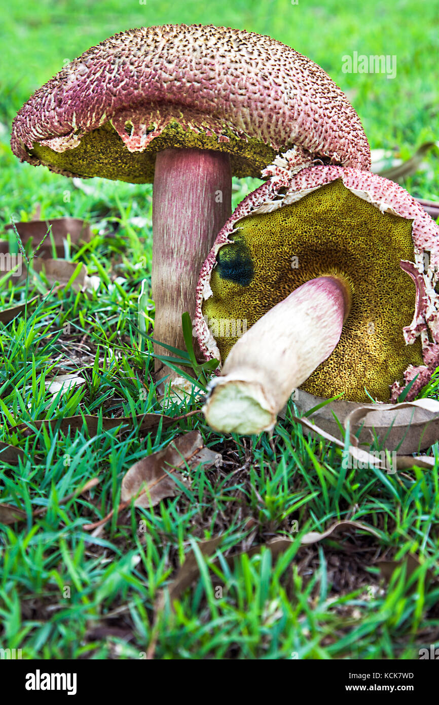 Blue stalk mushroom hi-res stock photography and images - Alamy