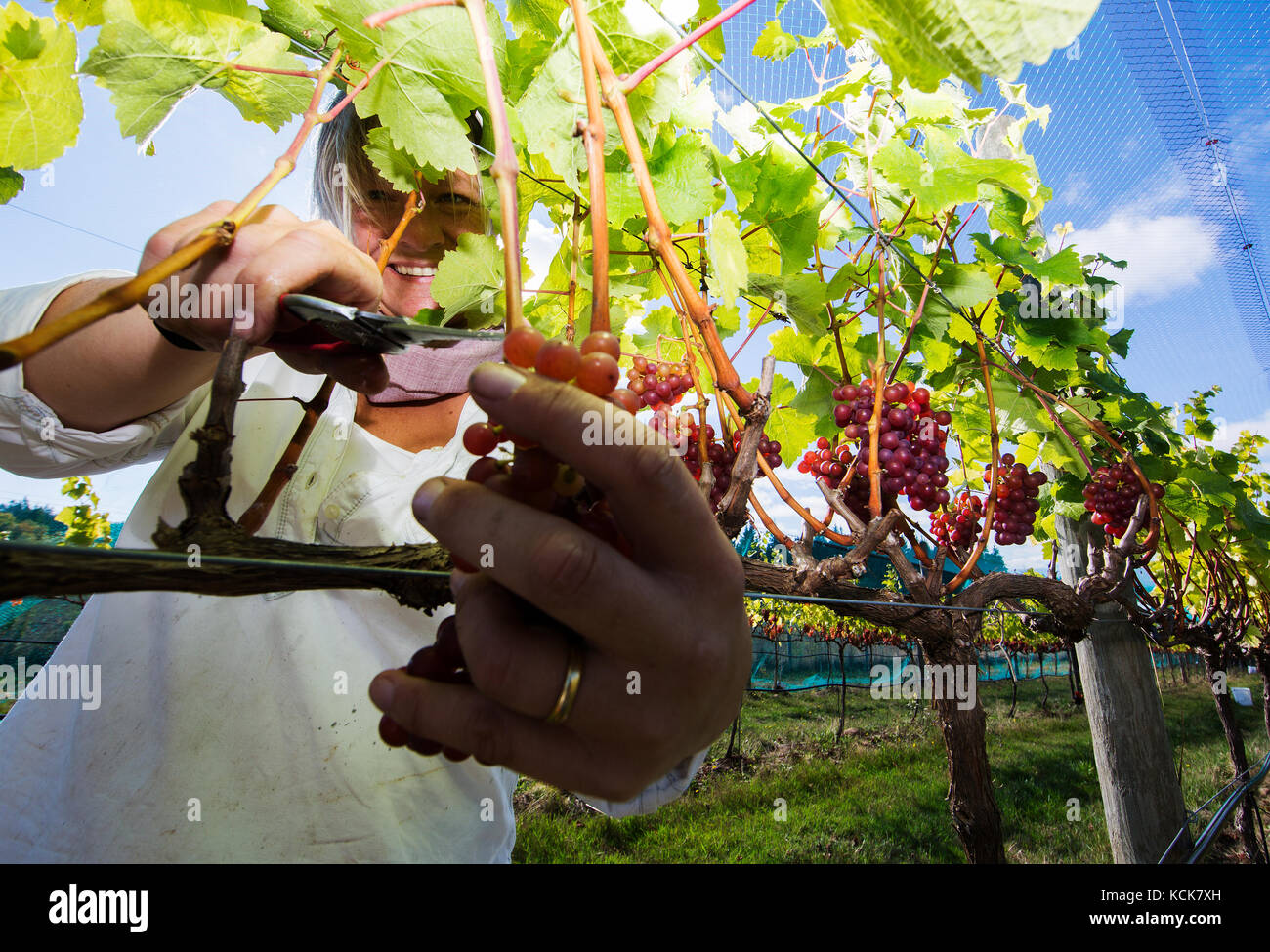 Prune grape vine hi-res stock photography and images - Alamy