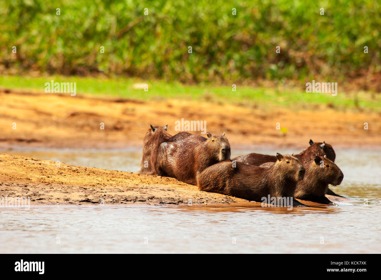 Brazilian rodent hi-res stock photography and images - Alamy